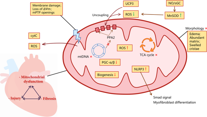 Terry Willard – Part 2: Mitochondria Dysfunction (MD)